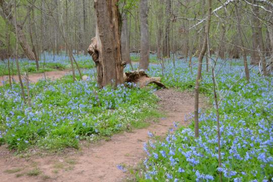 NOVA Parks Campgrounds and Camping - ReserveAmerica