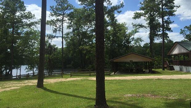 4 Spring Florida State Forest Camping Spots for Wildflowers